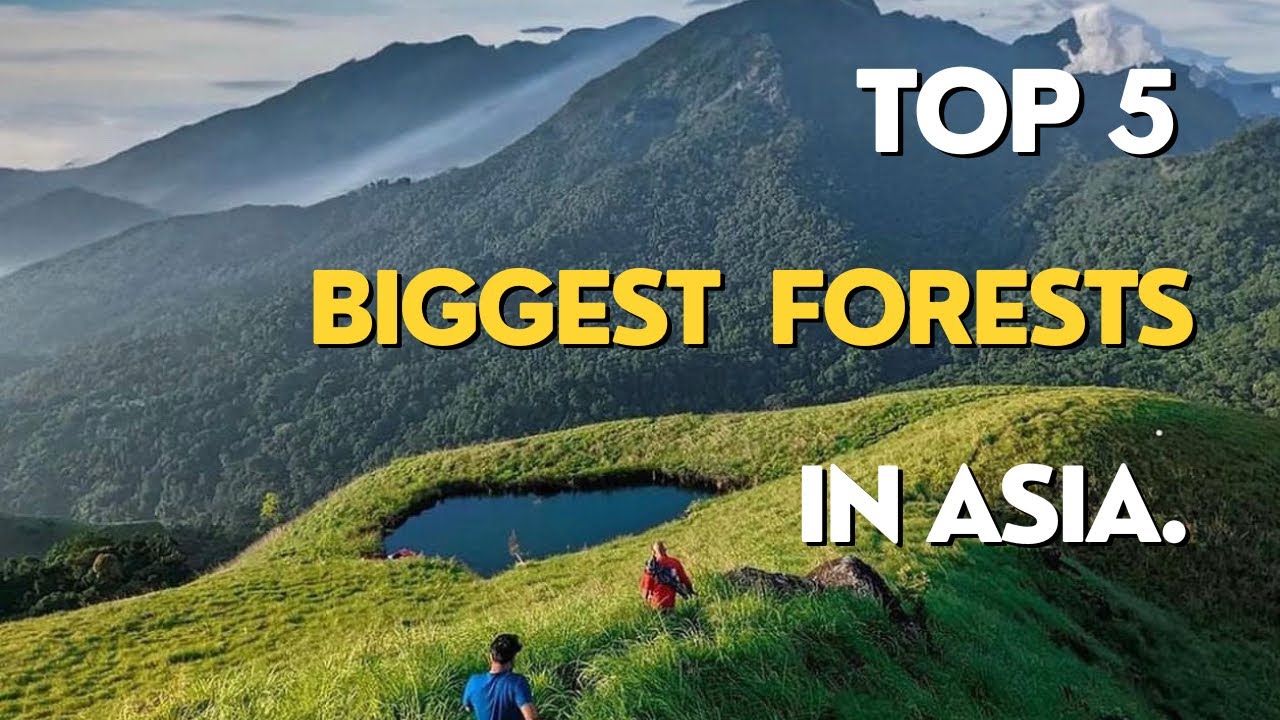 Top 5 Biggest Forests In Asia - YouTube