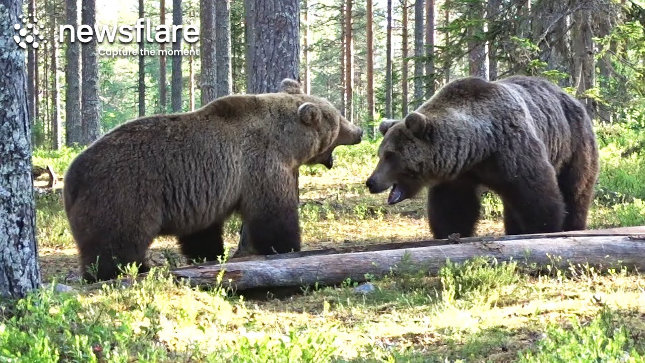 Wild Bears Fight In Incredible Footage - YouTube