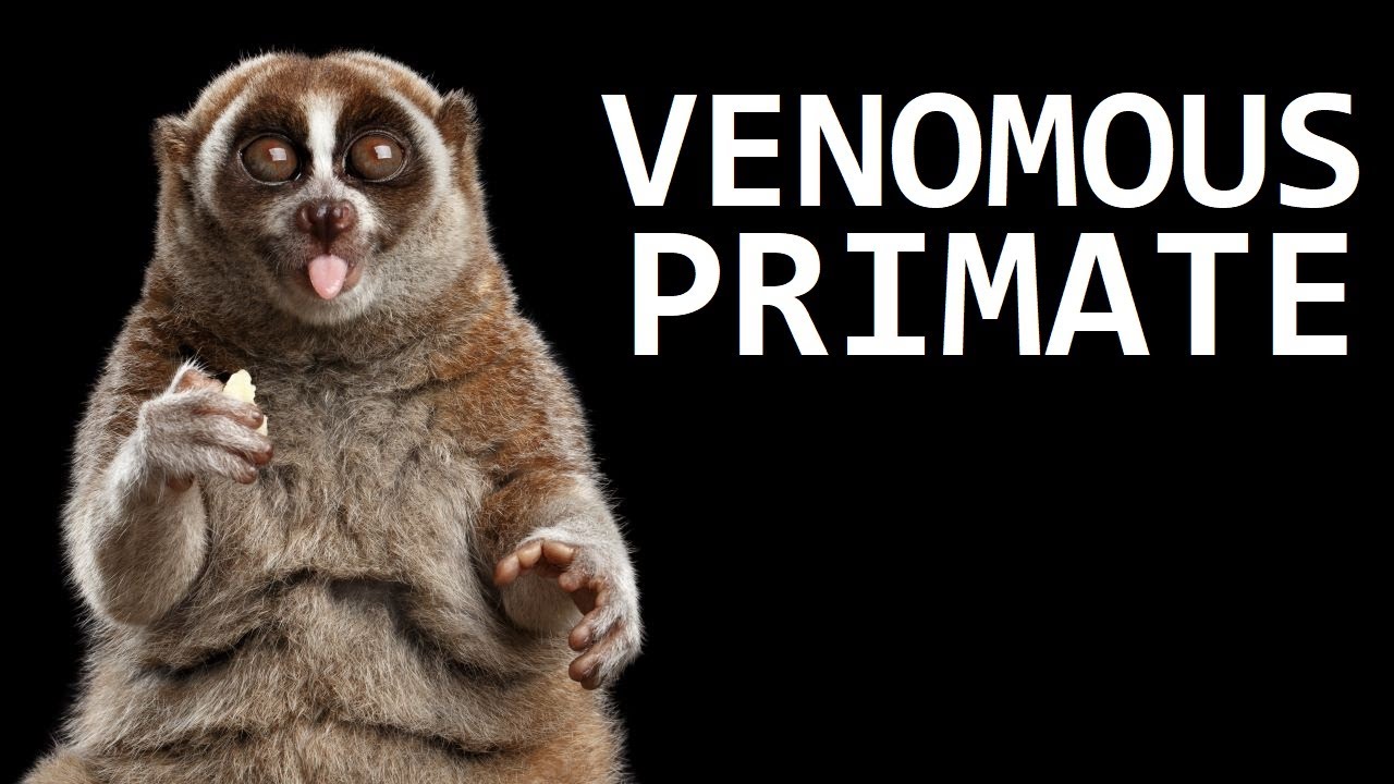 The ONLY Venomous Primate - YouTube