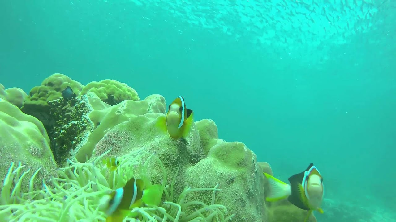 [sealifecebu]2.24 contiki sardine diving point - YouTube