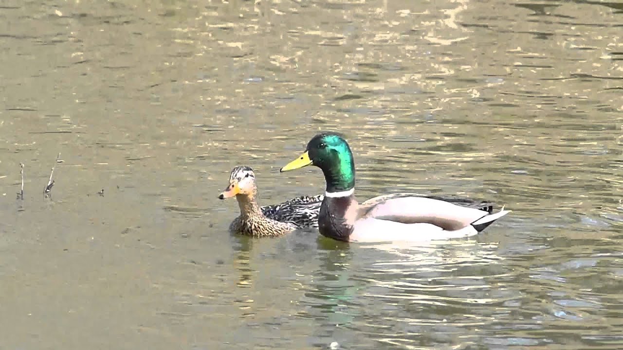 Mating Mallards - YouTube
