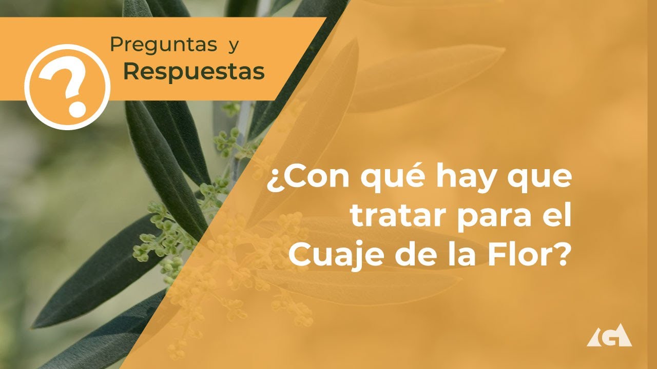 ¿Con qué hay que tratar para el Cuaje de la Flor? - YouTube