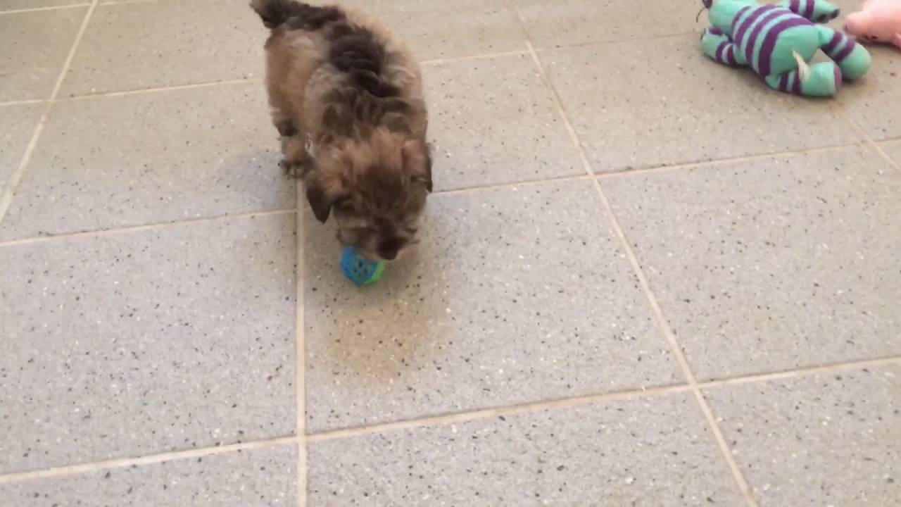 Wowzers Schnauzers - YouTube