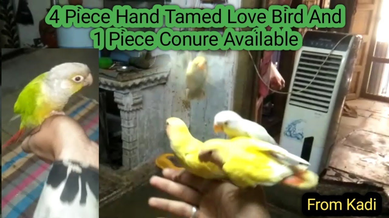 4 Piece Hand Tamed Love Bird And 1 Piece Yellow Sided Conure Available ...