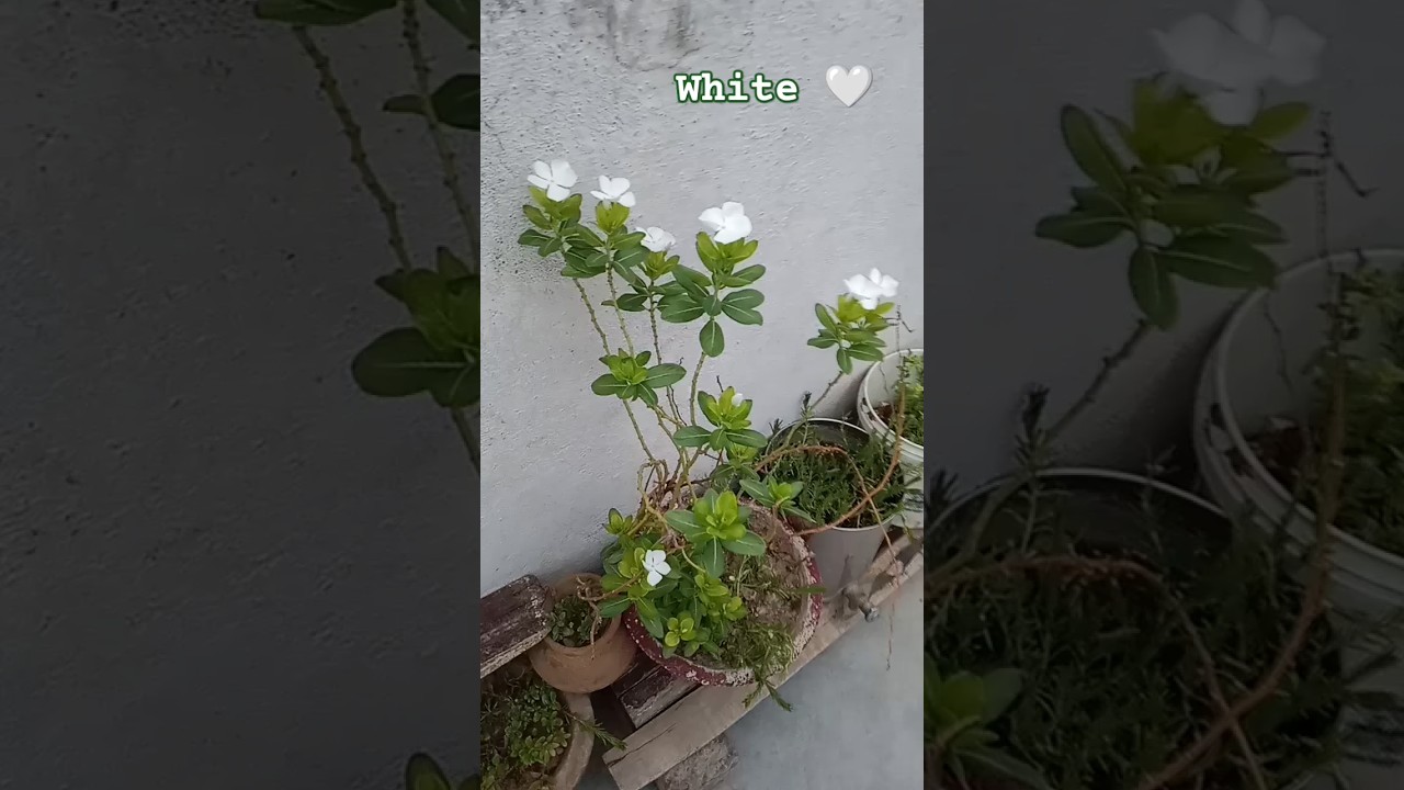 beauty of white periwinkle #song #qawali - YouTube