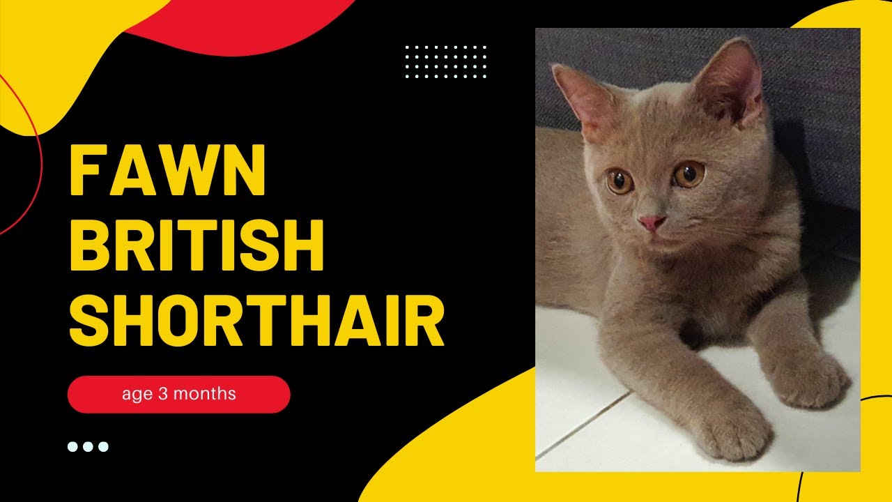 British Shorthair Fawn