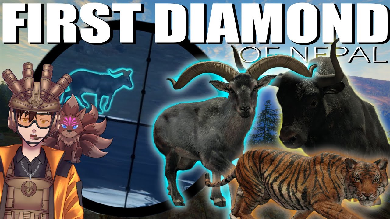 Our FIRST DIAMOND Blue Sheep In Nepal! - YouTube