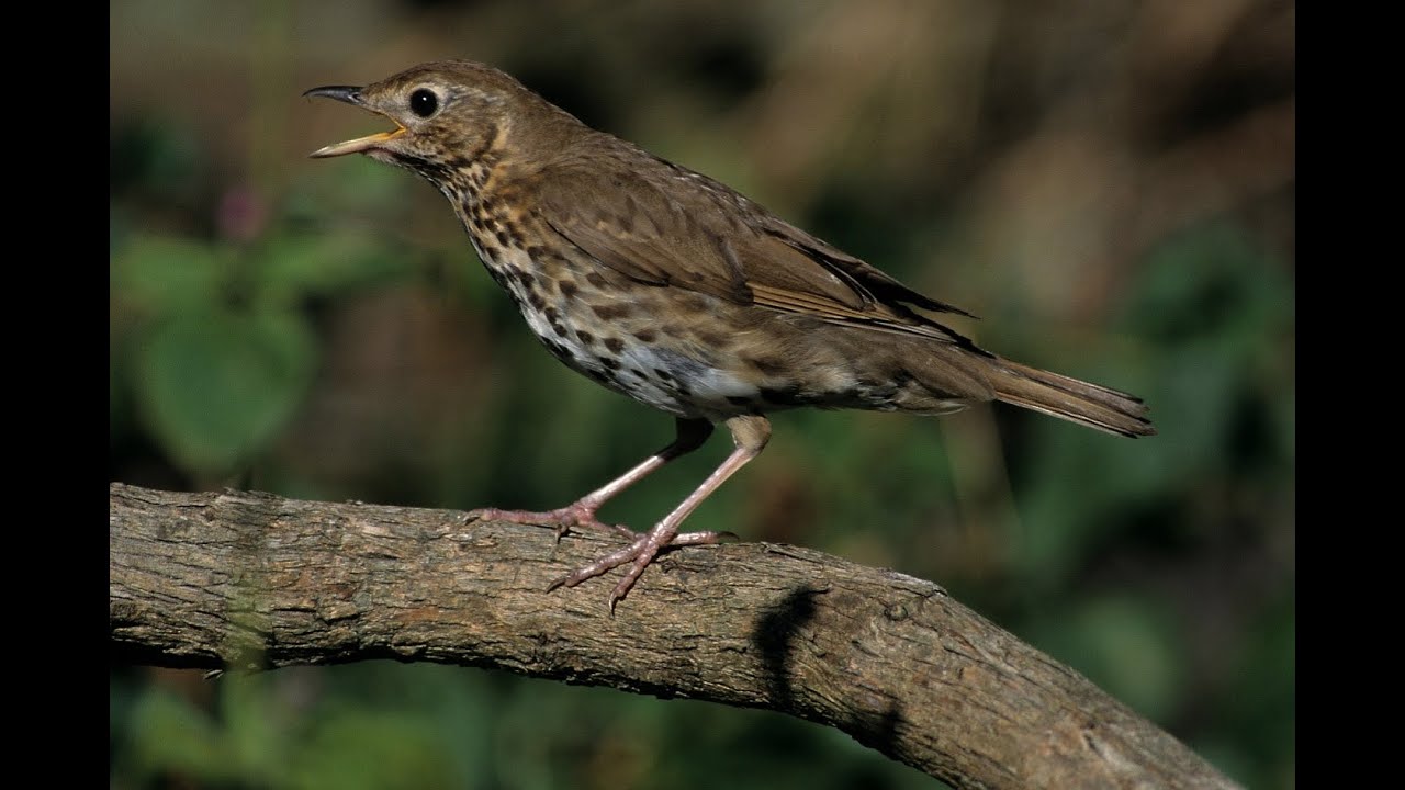 Song Thrush singing, Zanglijster zang - YouTube