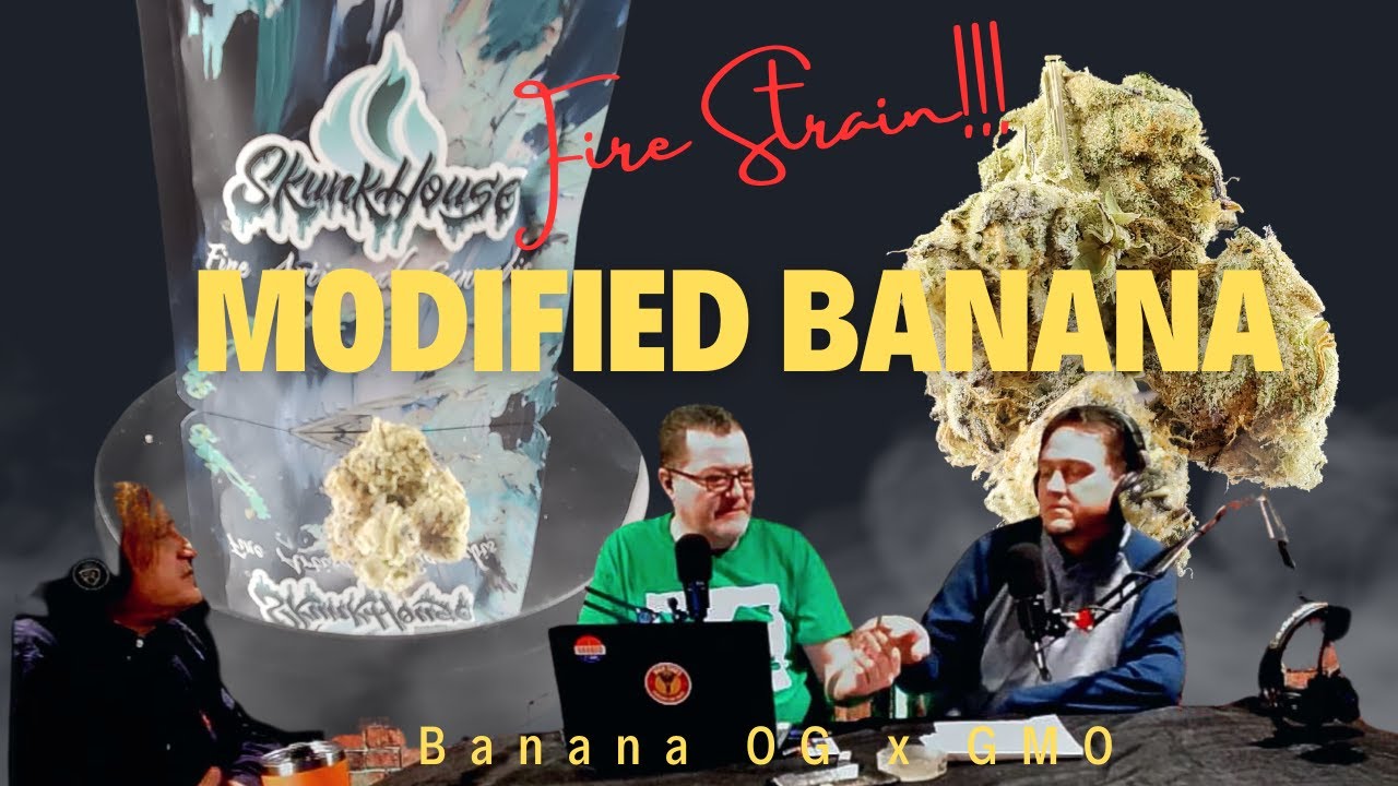 Cannabis STRAIN Review; Hottest Buzz: Modified Banana by Skunk House ...