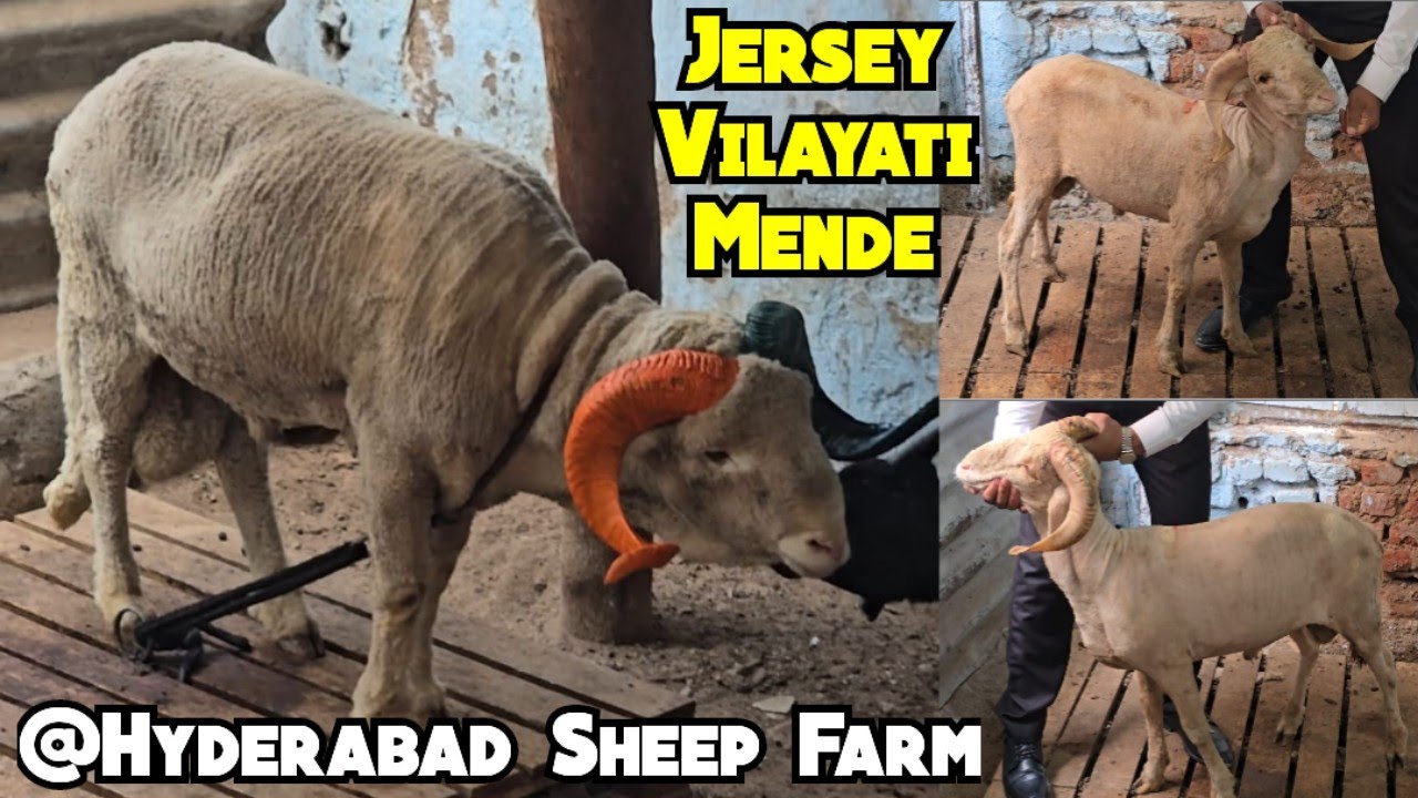 Jersey Vilayati Mende | Badne Wale Vilayati Sheep Available At ...