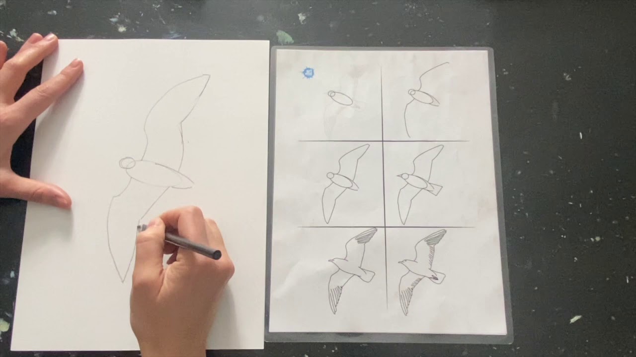 How to draw a seagull - YouTube