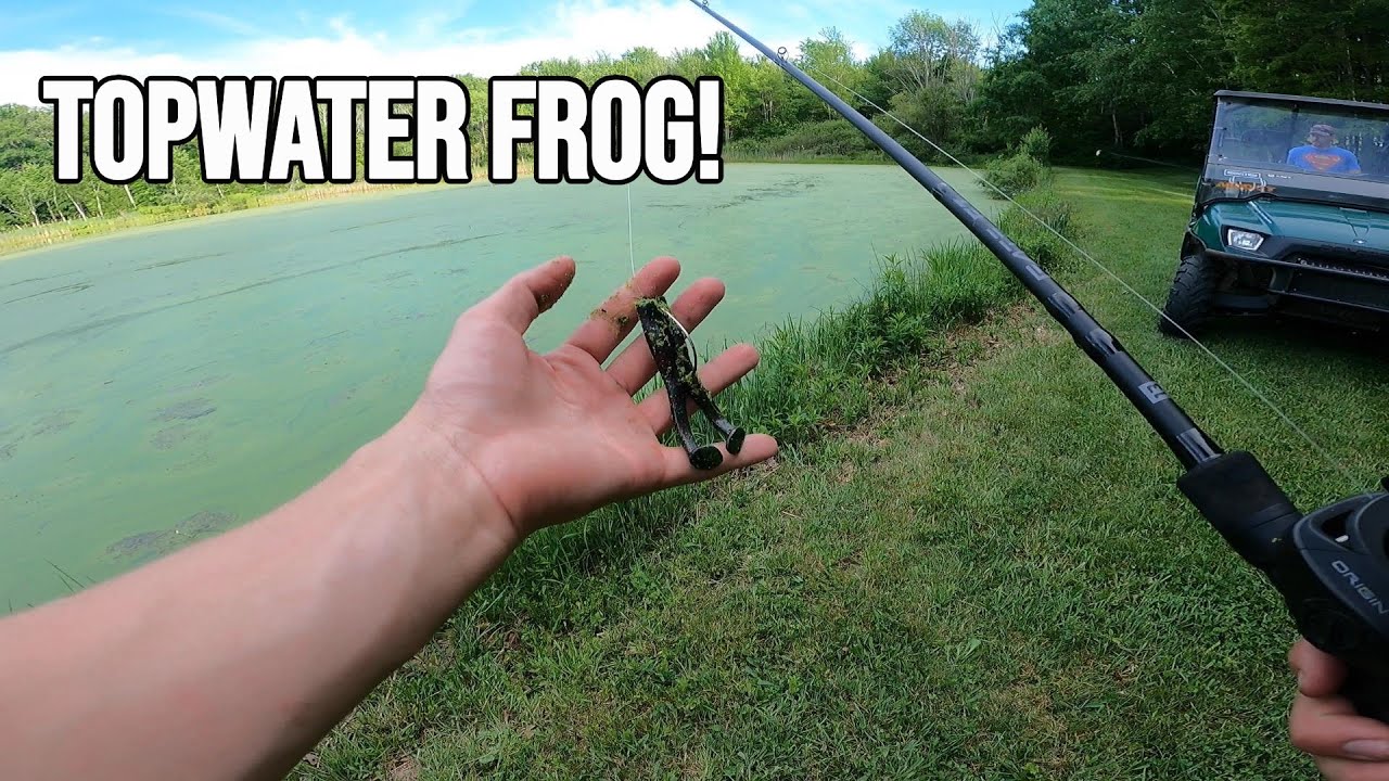 Buzz Toad Fishing Grass Covered Pond - YouTube
