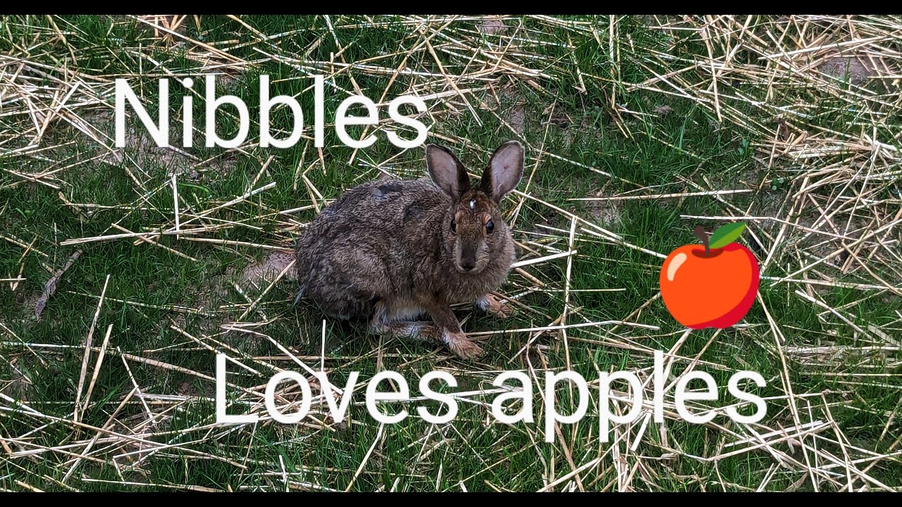 Nibbles the rabbit loves apples 🍎 - YouTube