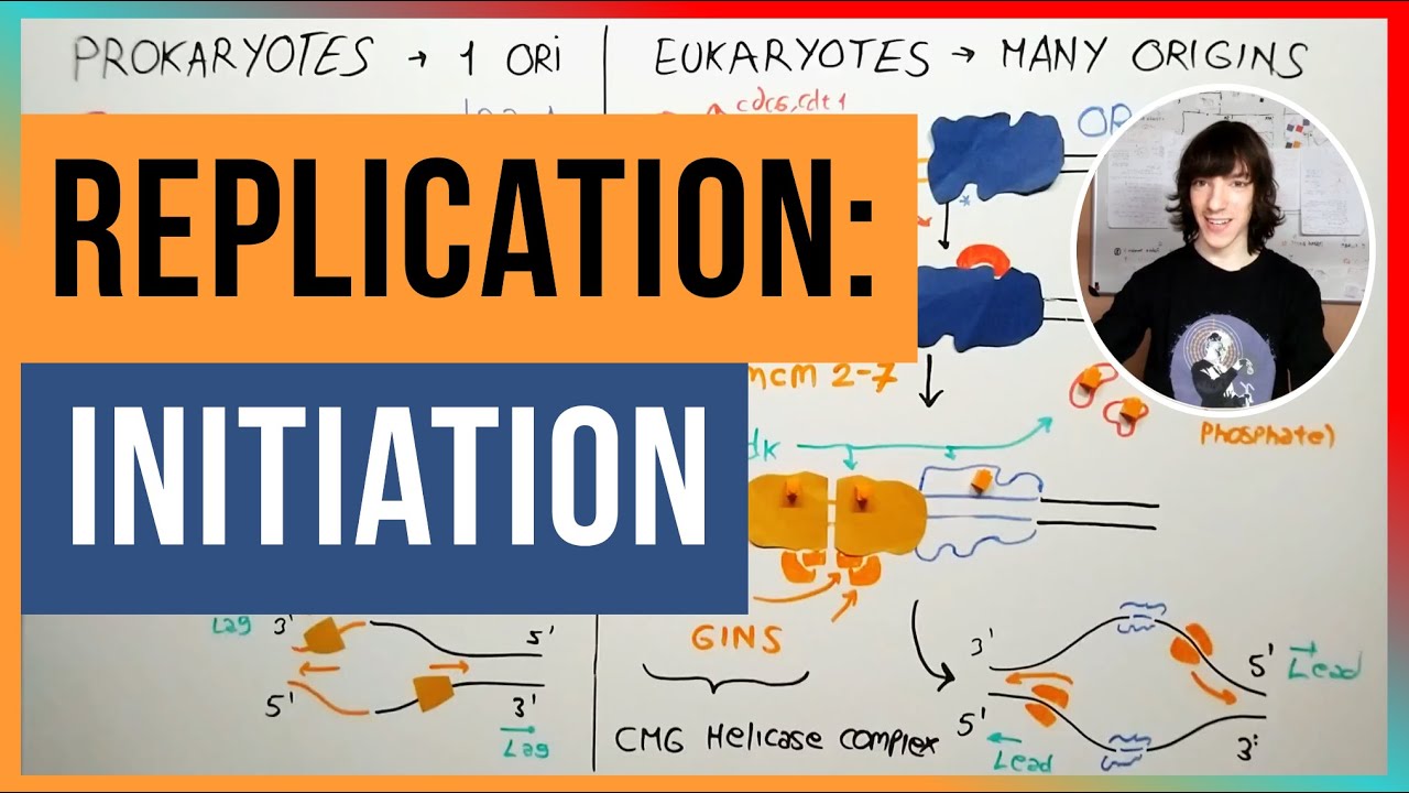 Initiation of DNA Replication - YouTube