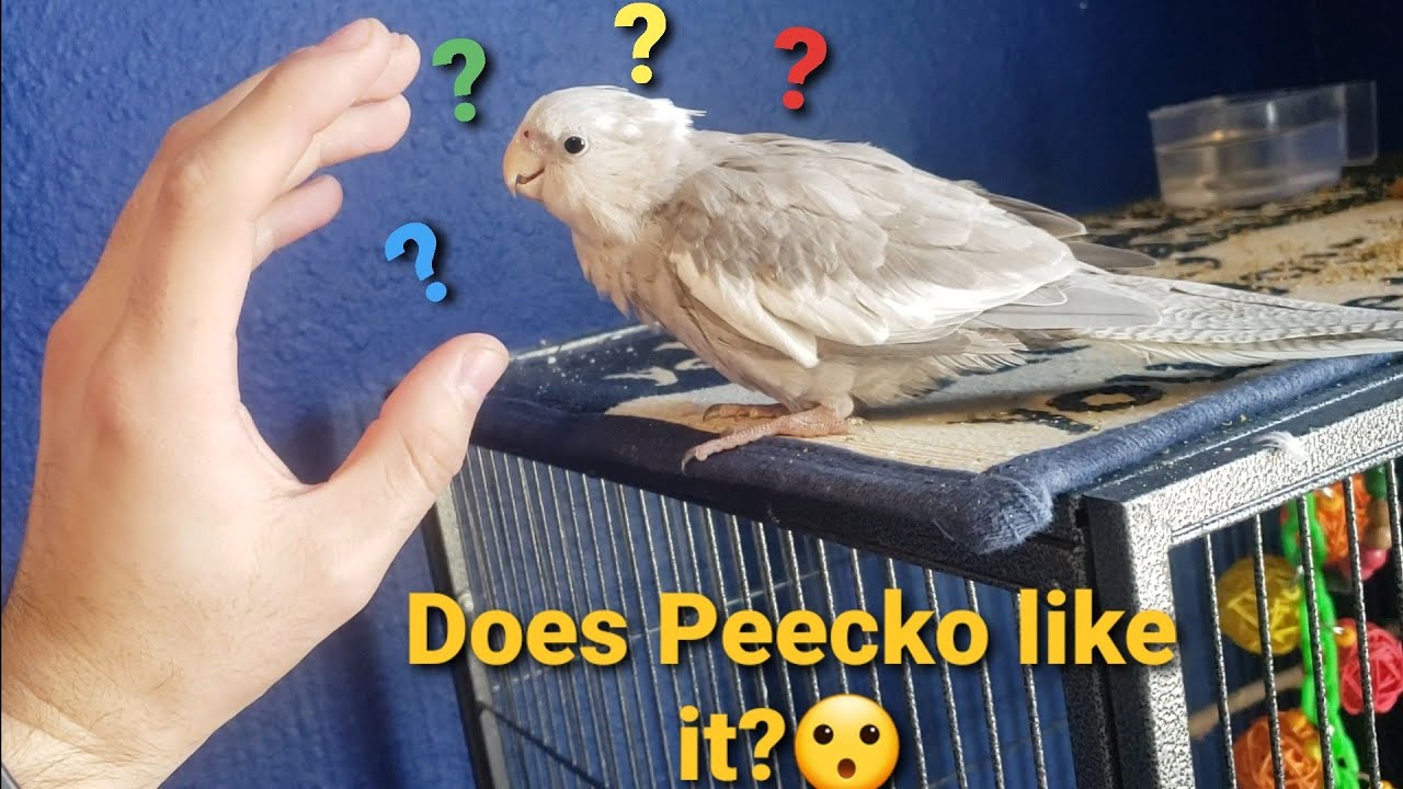 Petting Peecko the Cockatiel - YouTube
