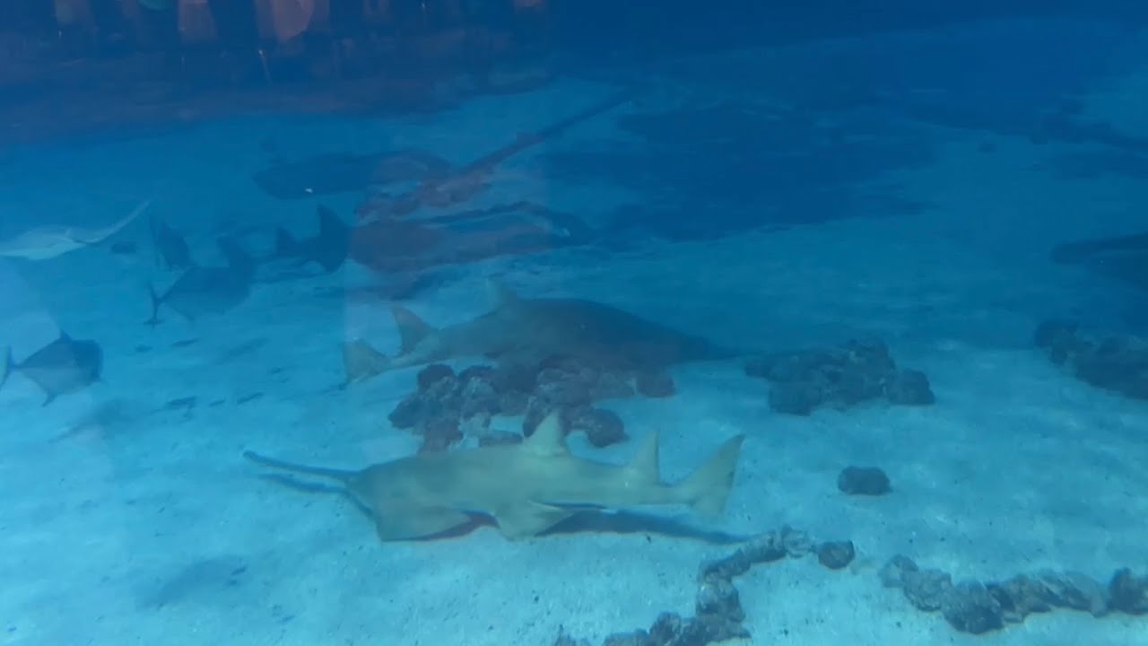 Ginsu and Green the Longcomb Sawfish - YouTube