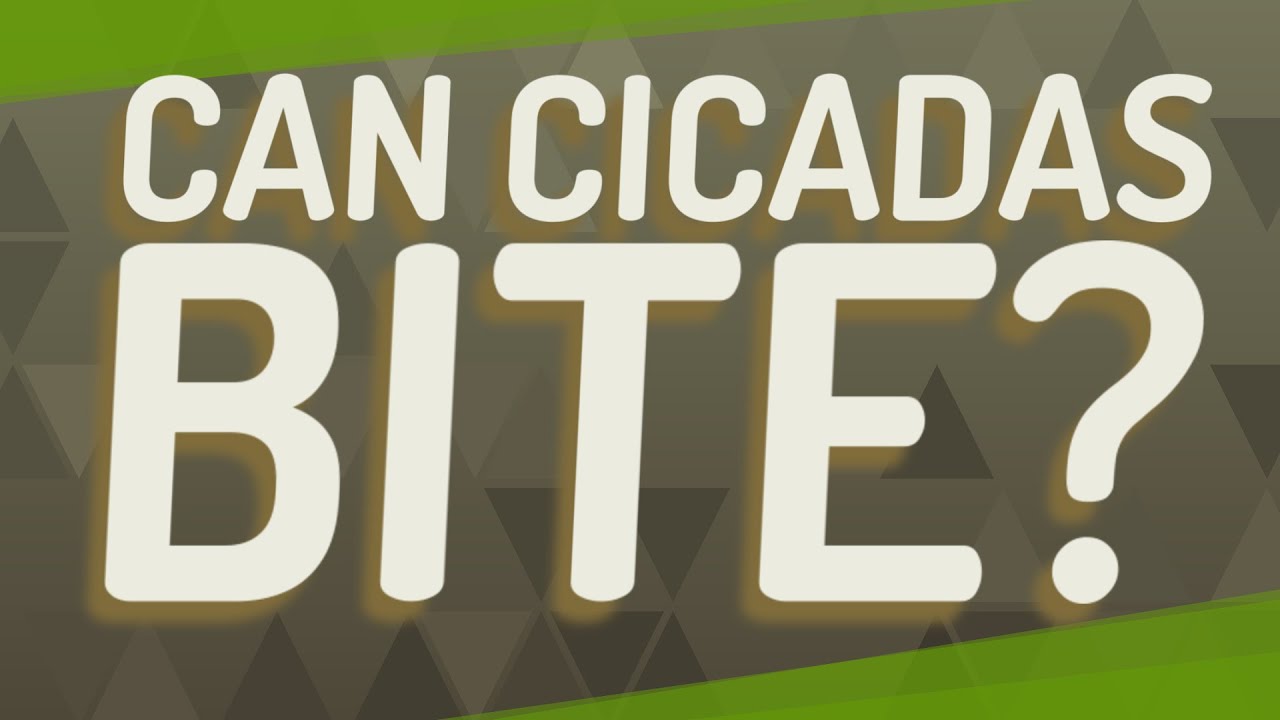 Can cicadas bite? - YouTube