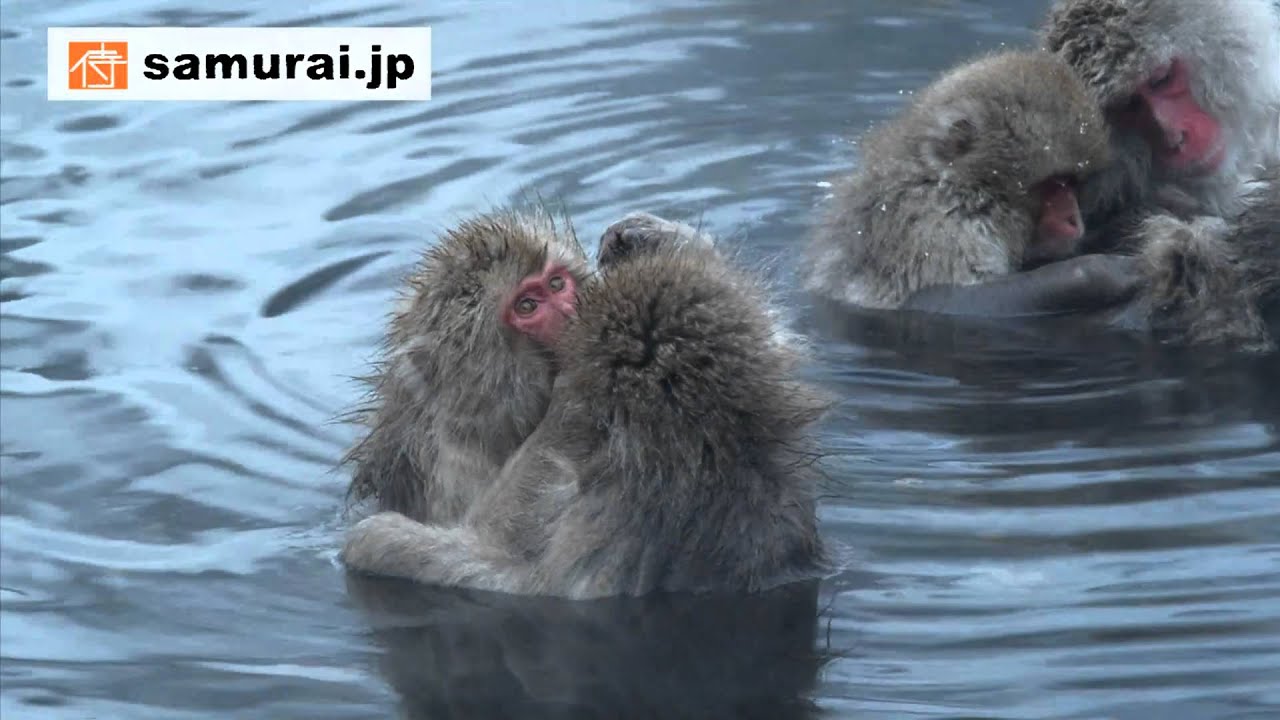 【samurai.jp】 Japanese Snow Monkey in hot spring - YouTube