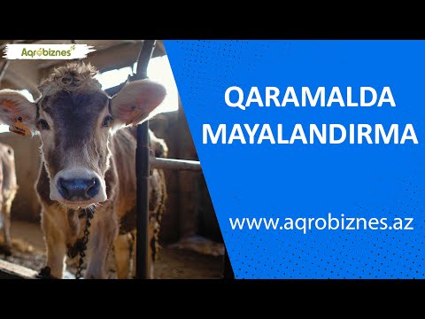 Doğmuş qaramal nə vaxt mayalandırılmalıdır?