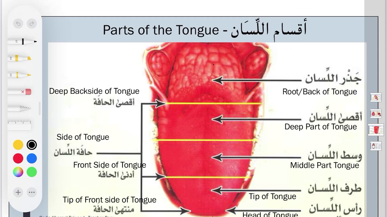Articulation points of the letters Lesson #3 speech organs part 1 - YouTube