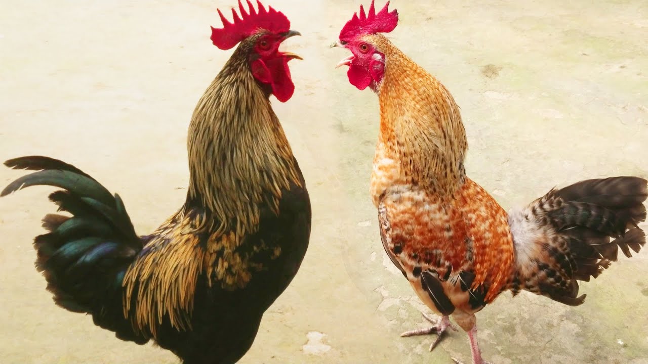 Amazing Rooster Crowing Sound Effect - Cock Sound Video - YouTube