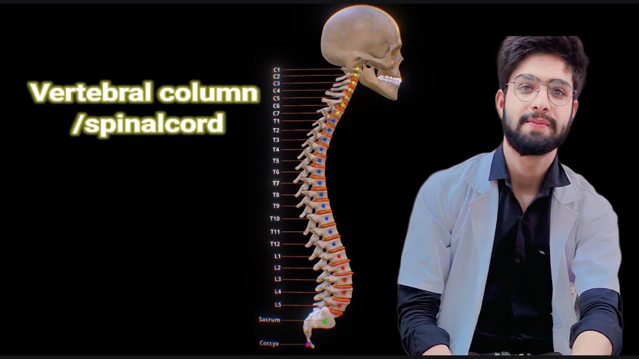 Vertebral Column and Spinal Cord / vertebral column anatomy, vertebrae ...