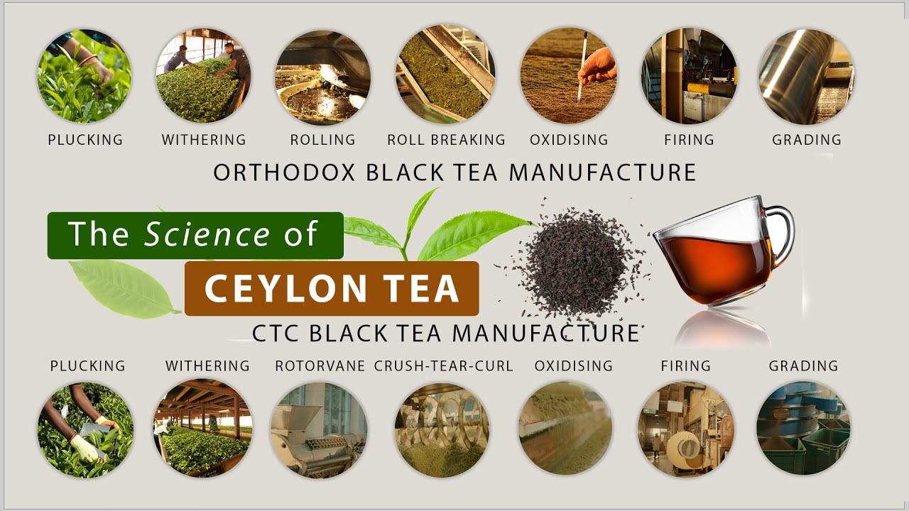 The Science of Ceylon Tea - Orthodox Vs CTC Manufacture | Sri Lanka ...