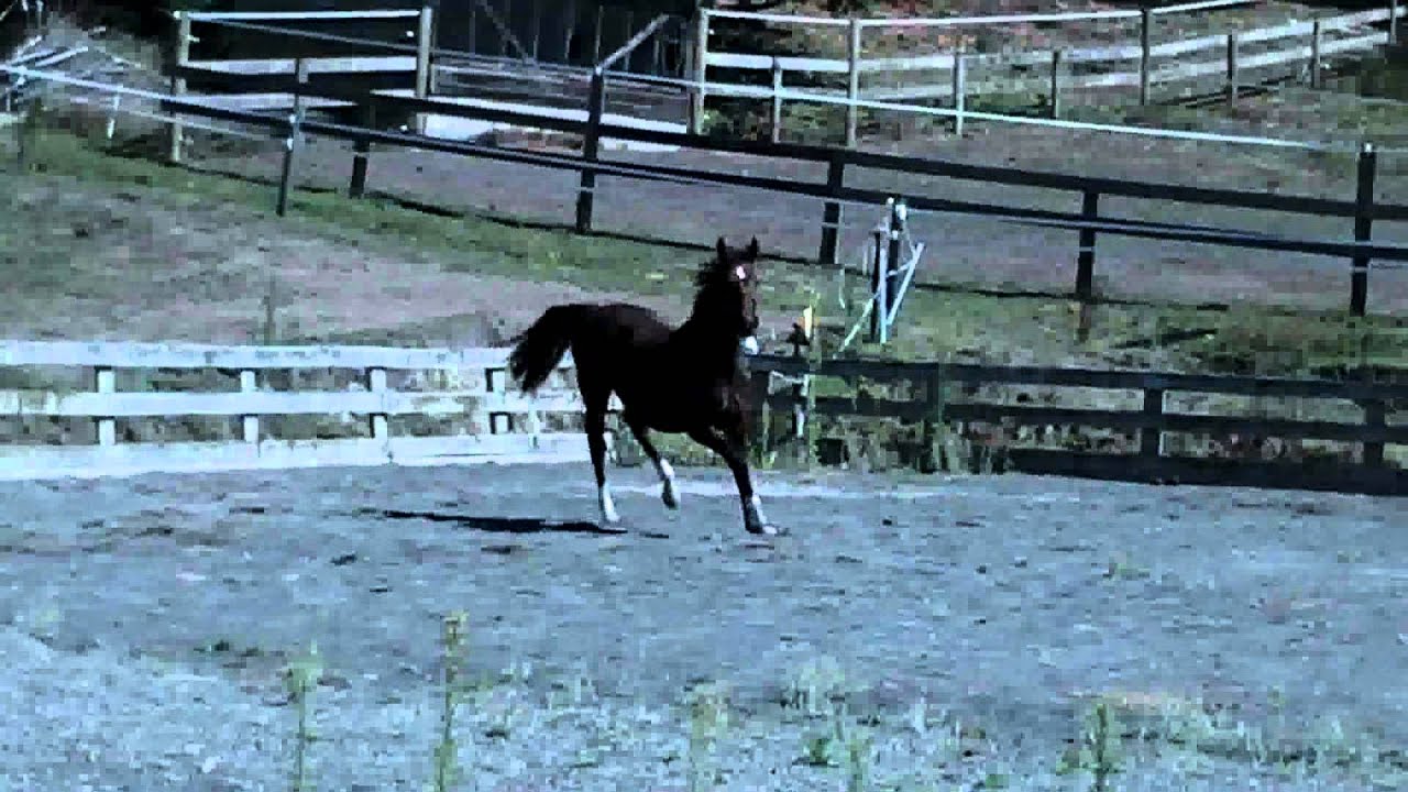 Donnerubin progeny - Donnerstar (Donnerubin x Gymnastic Star) - YouTube