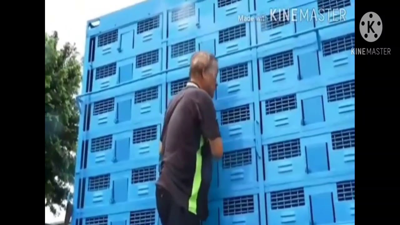 (TAIWAN RACING PIGEON) LOADING/REILIS/LAMBAT - YouTube