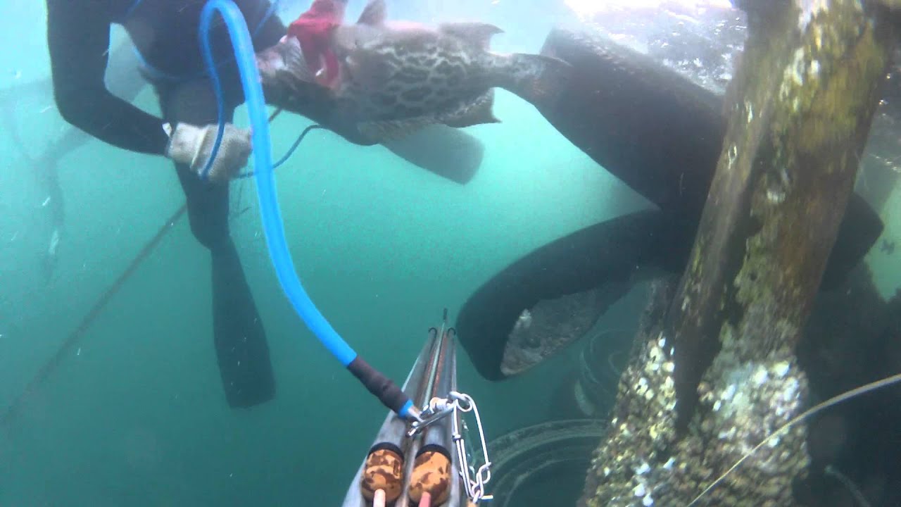 Spearfishing Amberjacks / pesca submarina Perú - YouTube