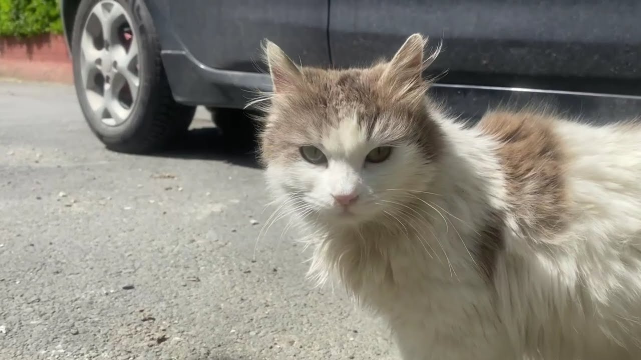 Baby Faced Cat So Rebellious - YouTube