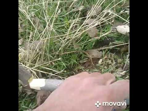 tavşan tuzağı (basit)