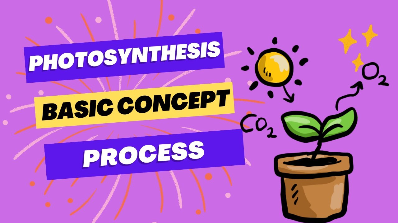 Photosynthesis In Plants Class 11 | Basic Concept, Definition ...