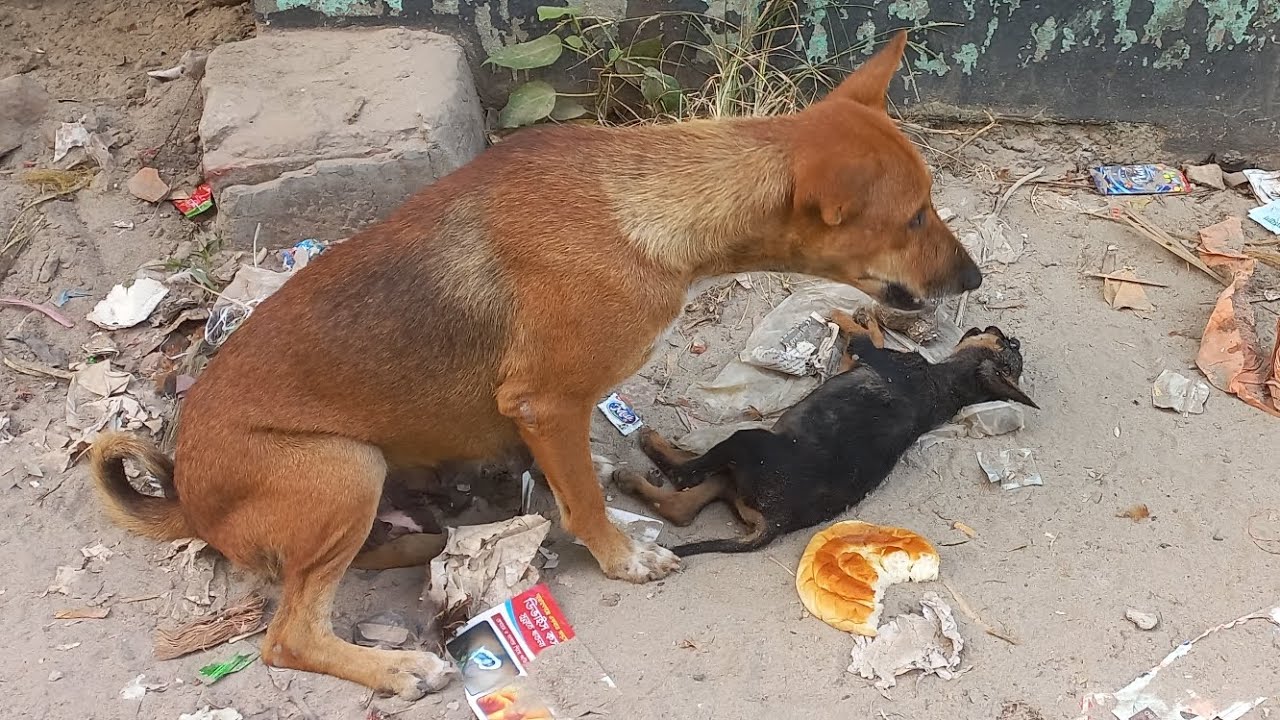 Mother Dog is Crying for her Dead Puppy || Heart Touching Animal ...