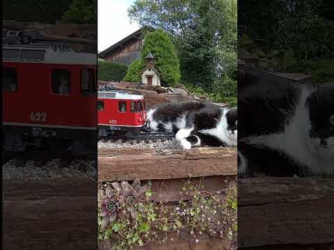 😼 YOU SHALL NOT PASS 🤚⛔️ - Katze vs. Gartenbahn
