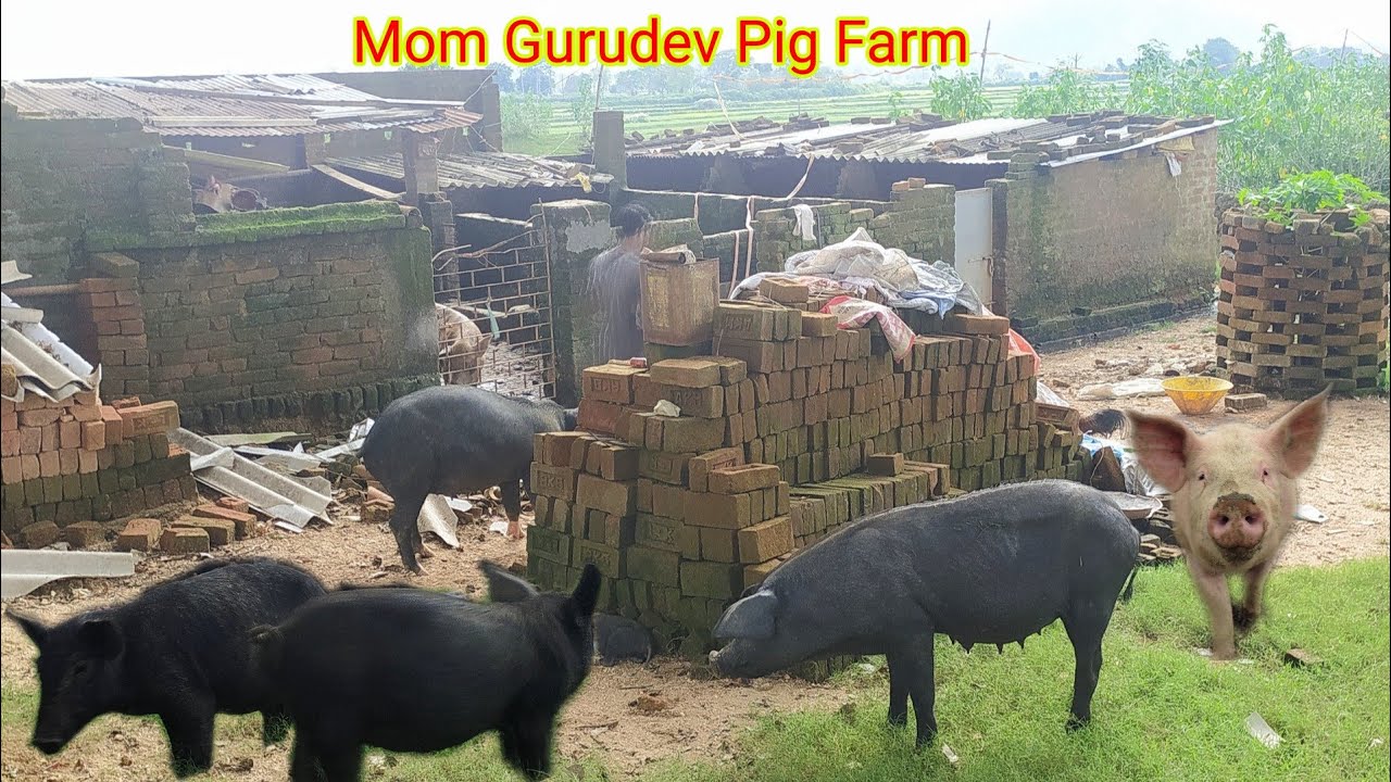 Mom Gurudev Pig Farm || Purulia, West Bengal || Visit Now- 8509870048 ...