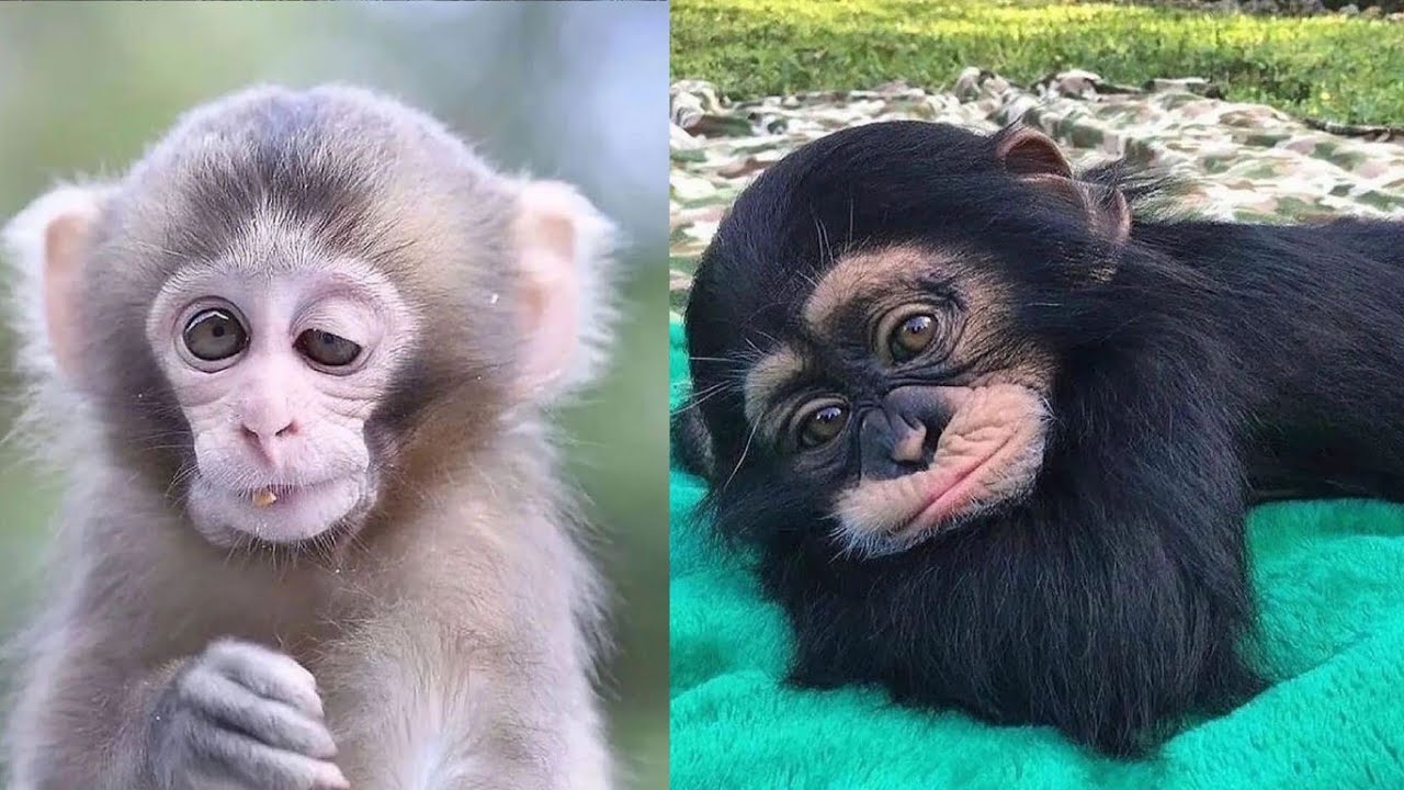 precious monkey Funny and cute monkey videos compilation 2022 - YouTube