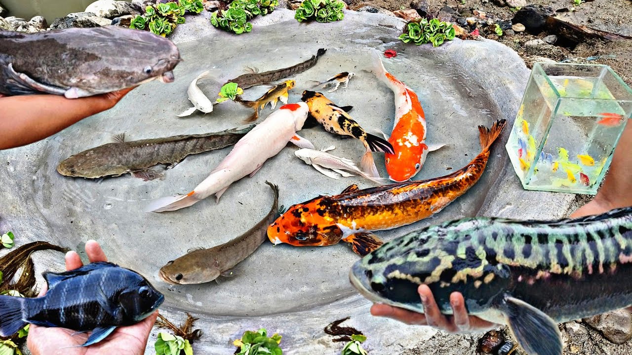 Find large toman fish in holes, ornamental fish, catfish, koi fish ...