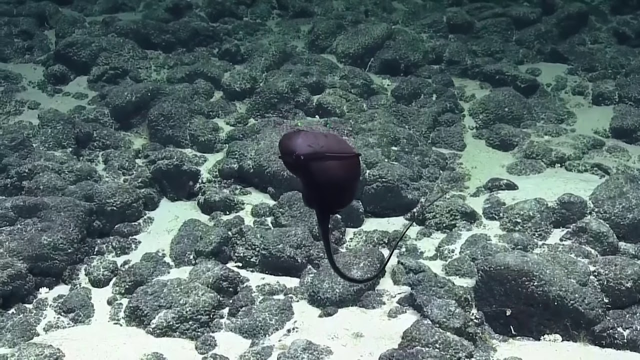 Gulper Eel "Muppet of the Sea" - YouTube