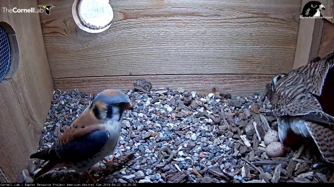 Squirmy Snake Delivery With A View Of Three Kestrel Eggs – April 22 ...
