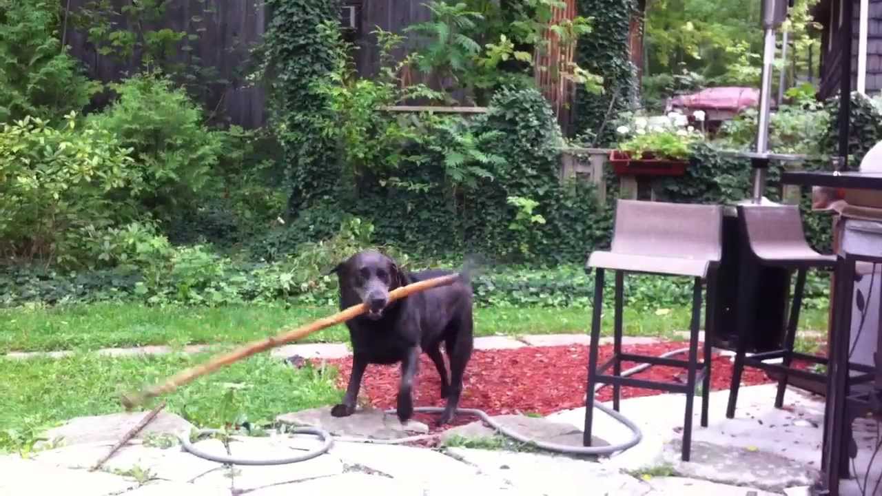 Brady Playing Fetch w/ Big Stick - YouTube