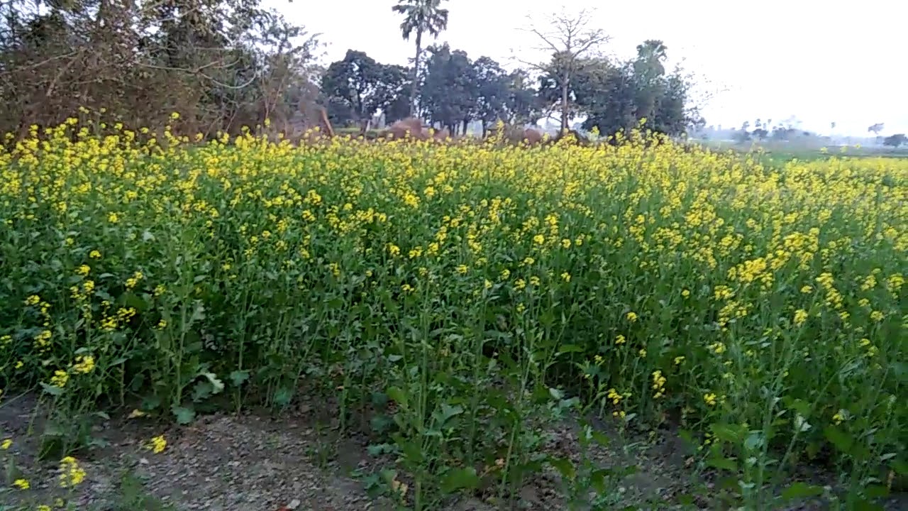 Sarso ki fasal 2019 Rampur - YouTube