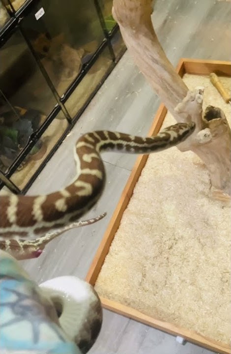 Wheatbelt Stimson python ( Adult) - YouTube