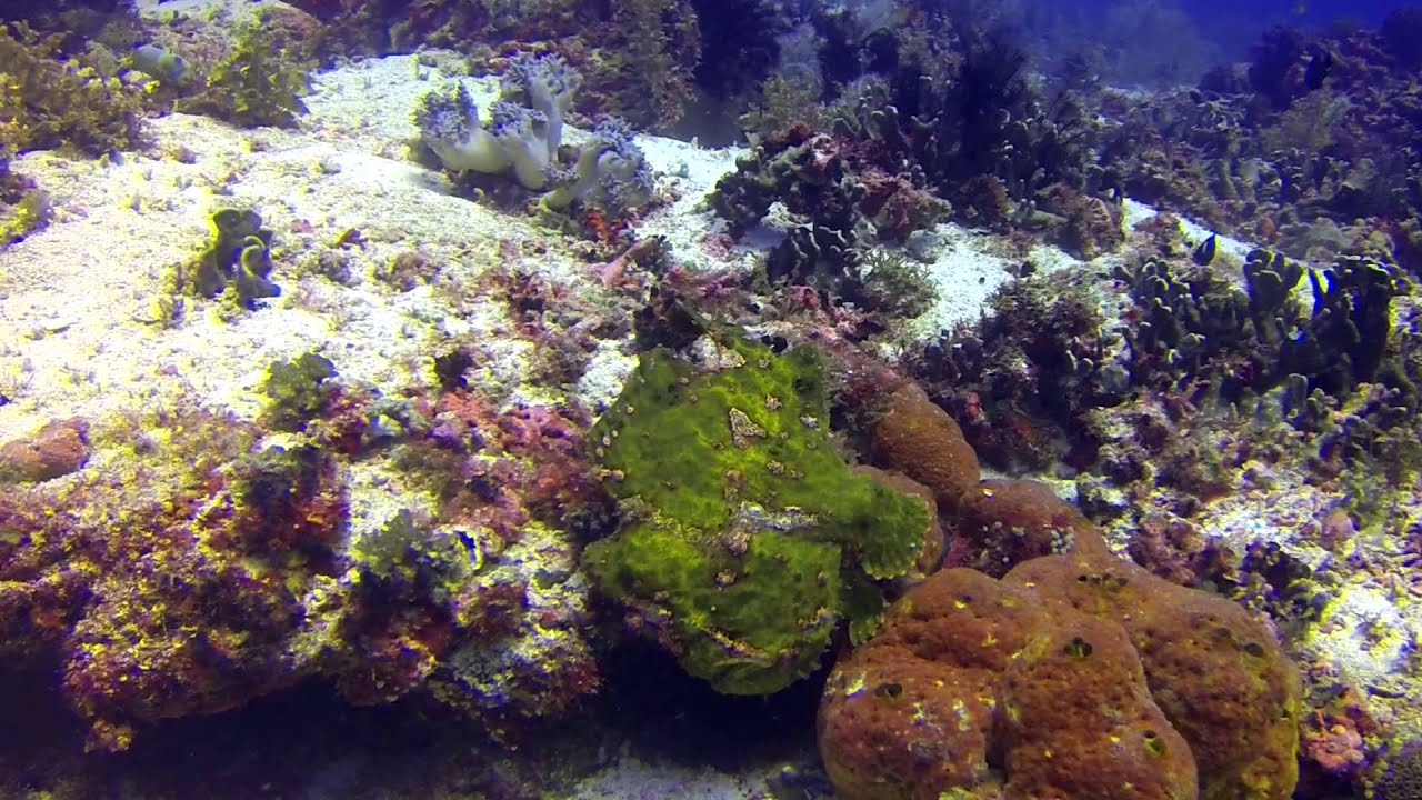 Diving Bohol 2015 HD - YouTube