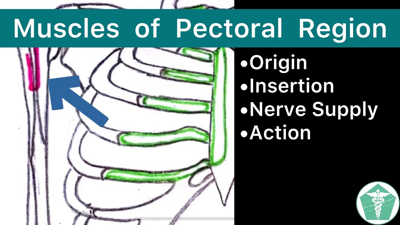 Muscles Of Pectoral Region | Origin | Insertion | Nerve Supply | Action ...