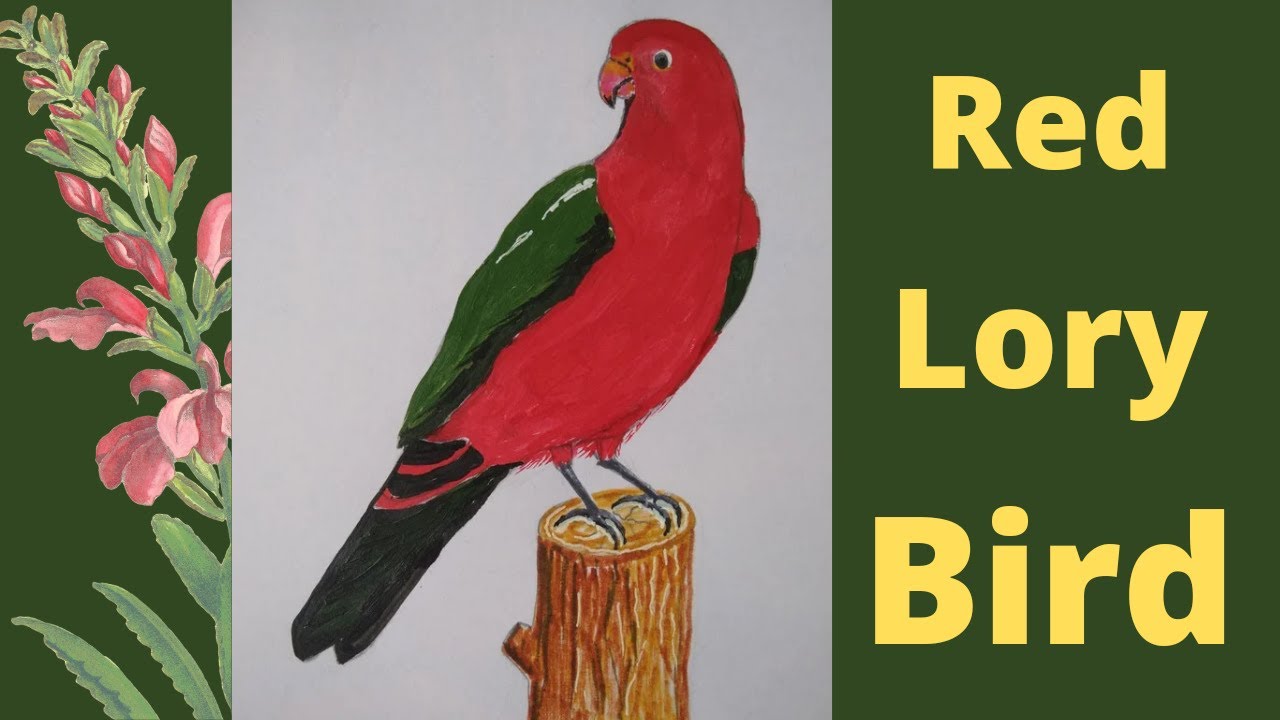 Let Us Draw A Red Lory Bird | Beautiful Bird | Colourful Bird | Bird ...
