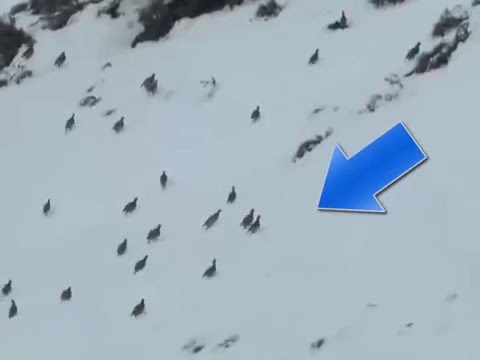 Hunter Chukar Remove partridge Kınalı keklik sökünü