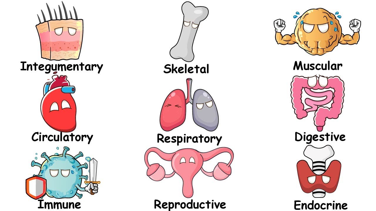 Every Organ System Explained In 5 Minutes - YouTube
