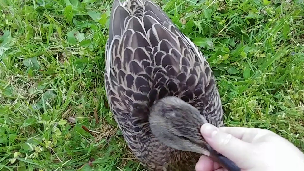 Morning Ducks - YouTube