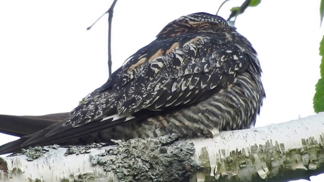 Common Nighthawk song: Call or peents then yawns: 5/27/17 - YouTube